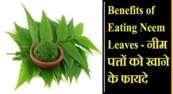 Benefits of Eating Neem Leaves - नीम के पत्ते खाने से मिलते हैं शानदार ...