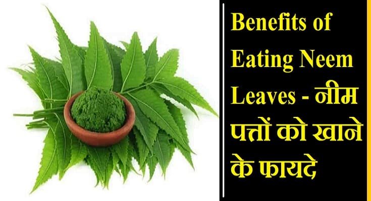 Benefits of Eating Neem Leaves - नीम के पत्ते खाने से मिलते हैं शानदार ...